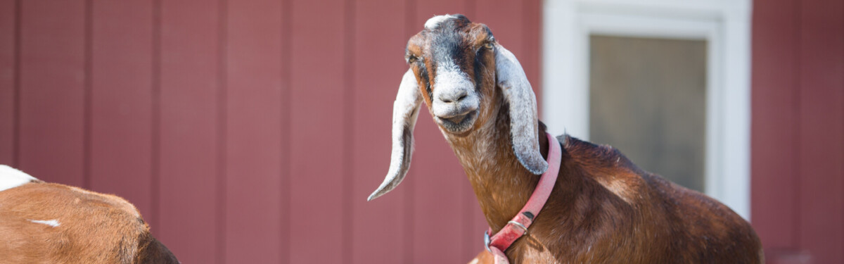 Cosley Zoo – A Lifetime of Inspiration Begins Here