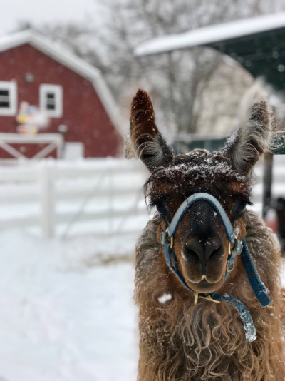 News & Media – Cosley Zoo