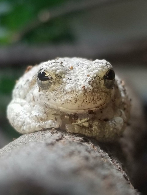 Grey Tree Frog – Cosley Zoo