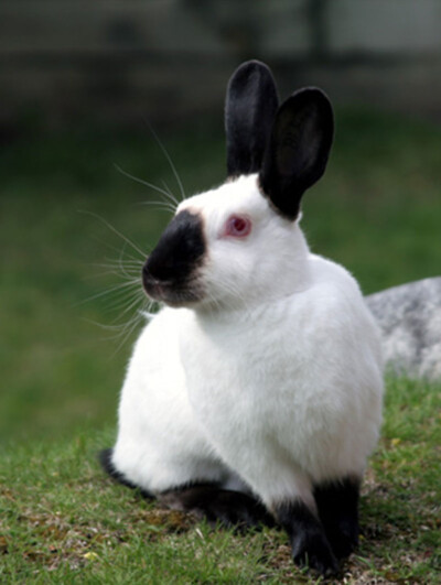 Himalayan Rabbit – Cosley Zoo