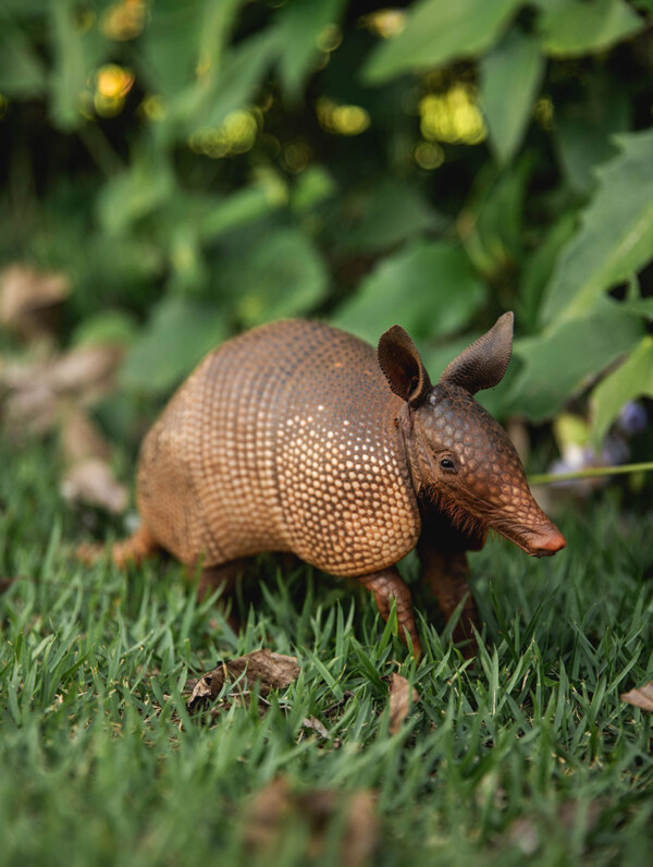 Nine-Banded Armadillo – Cosley Zoo