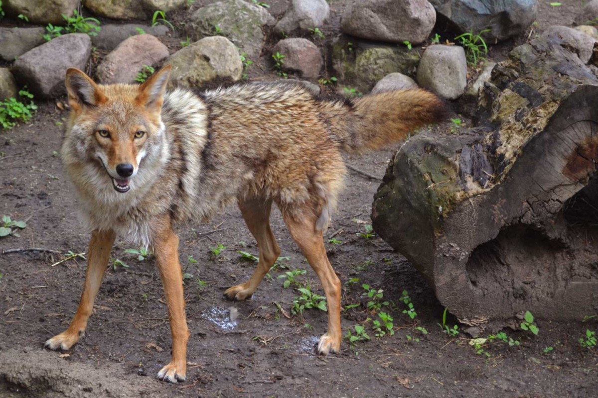 Programs – Cosley Zoo