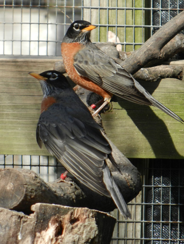 American Robin – Cosley Zoo