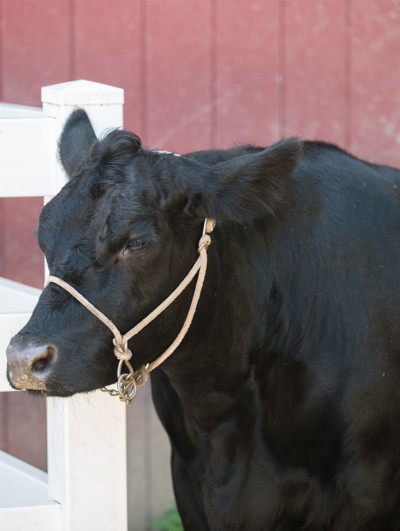 Black Angus Cow – Cosley Zoo