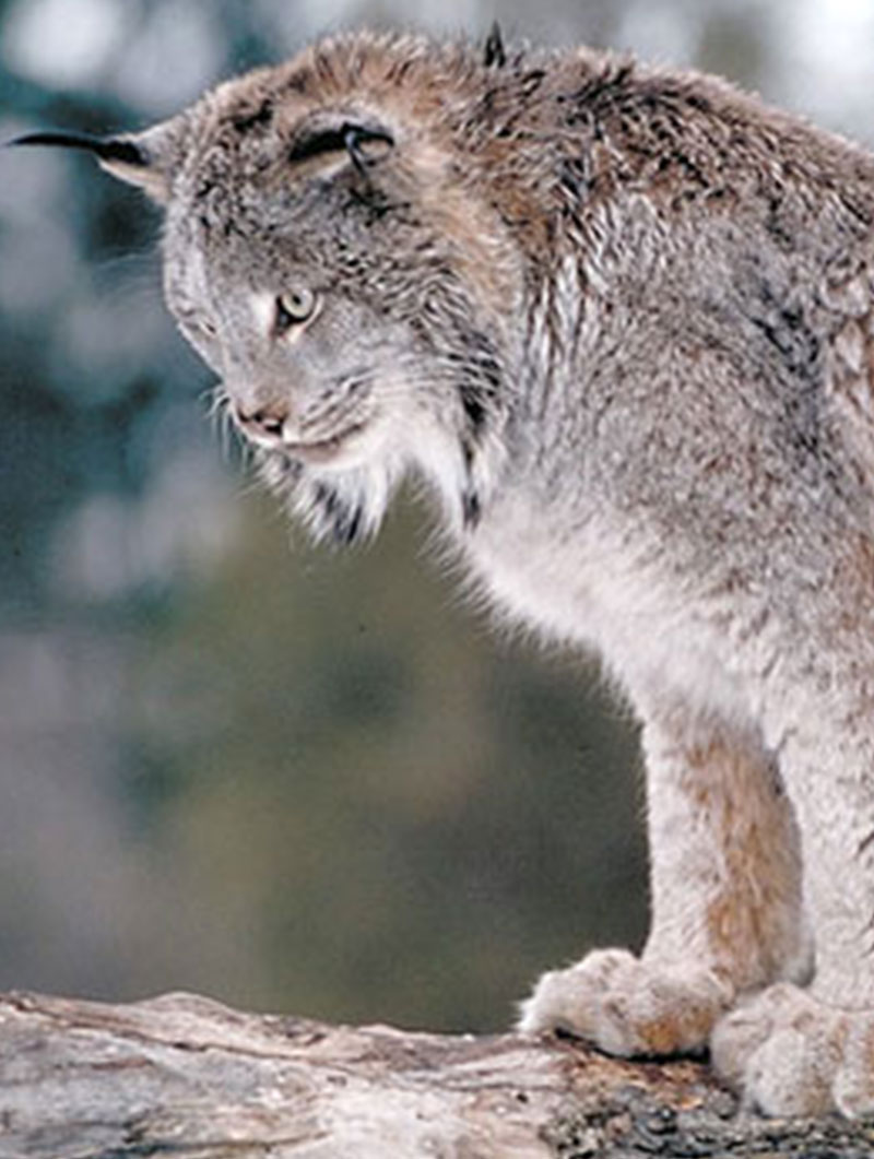 Canada Lynx – Cosley Zoo