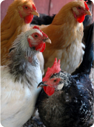 Chickens – Cosley Zoo