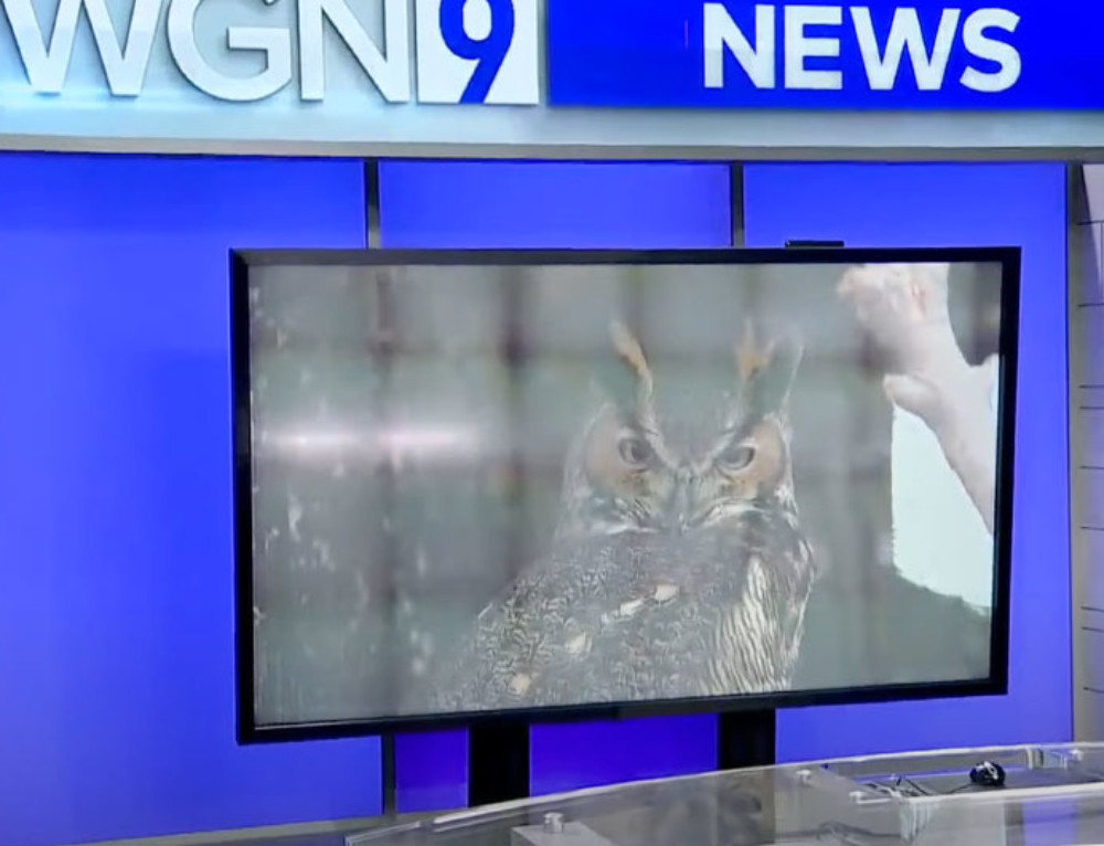 Summer 2021 Cosley Tails Newsletter – Cosley Zoo