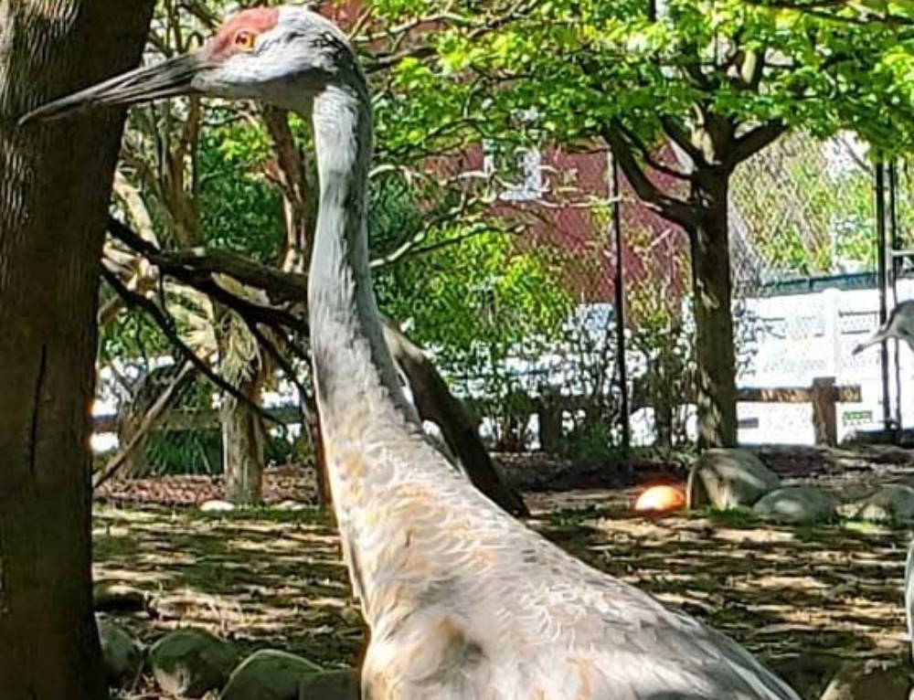 Summer 2022 Cosley Tails Newsletter – Cosley Zoo