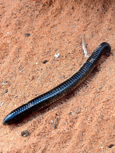 Giant African Millipede – Cosley Zoo