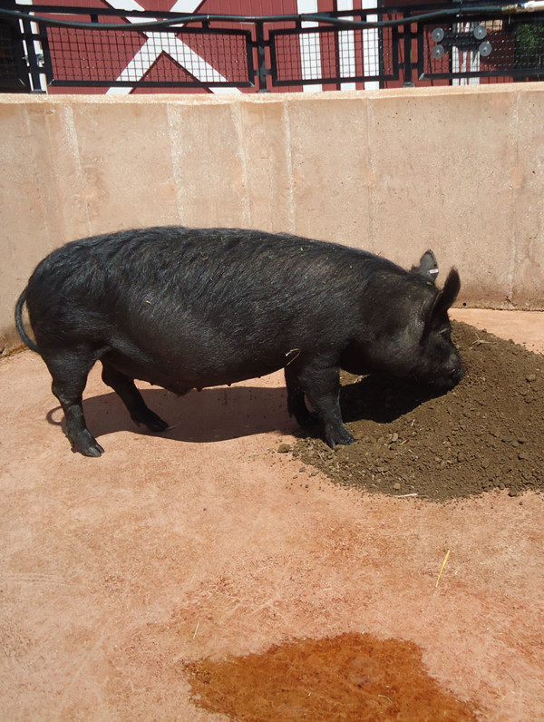 Guinea Hog – Cosley Zoo