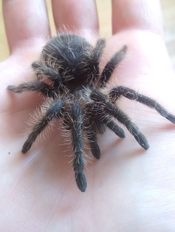 Honduran Curly Hair Tarantula – Cosley Zoo