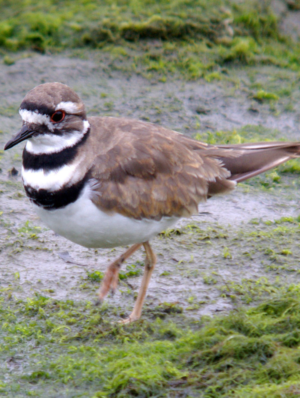 Killdeer – Cosley Zoo