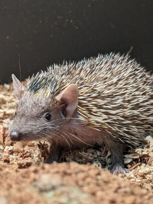Lesser Madagascar hedgehog tenrec – Cosley Zoo