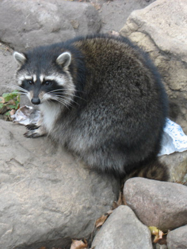 Raccoon – Cosley Zoo