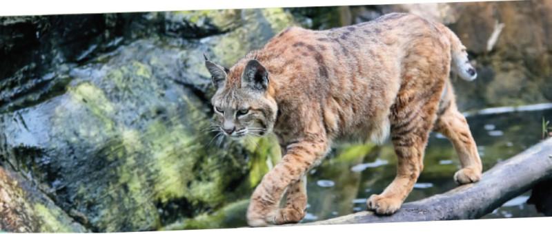 Zoo Mission – Cosley Zoo